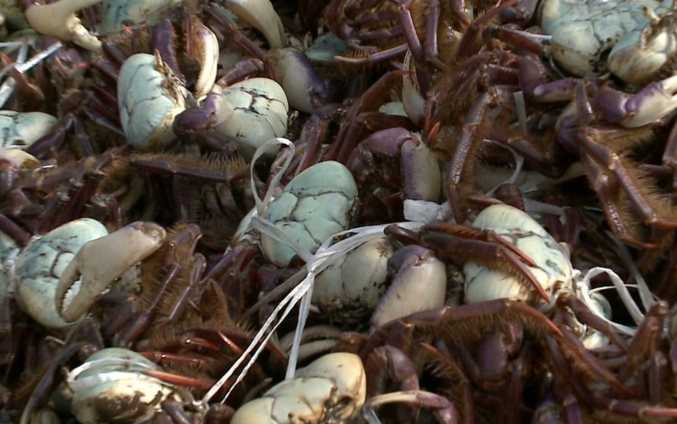 Características do Caranguejo e Fotos | Mundo Ecologia