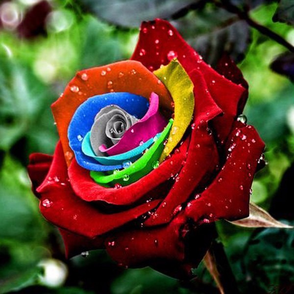 Como Fazer Enxerto de Rosas Coloridas? – Mundo Ecologia