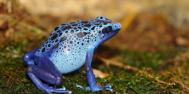 Sapo Boi Azul – Características | Mundo Ecologia