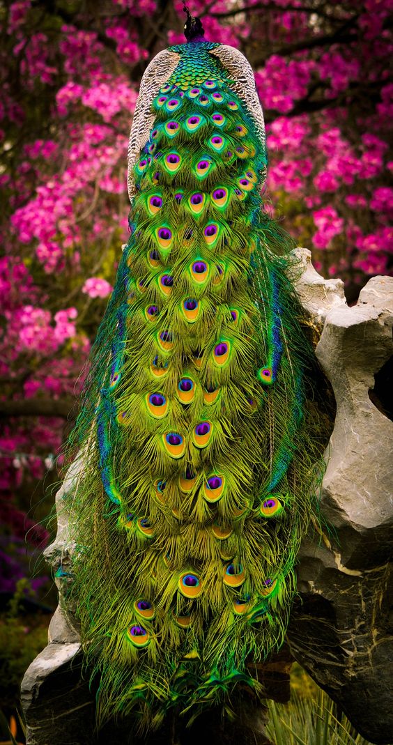 Pavão Azul Ave: Características, Curiosidades, Ovos e Migração – Mundo ...