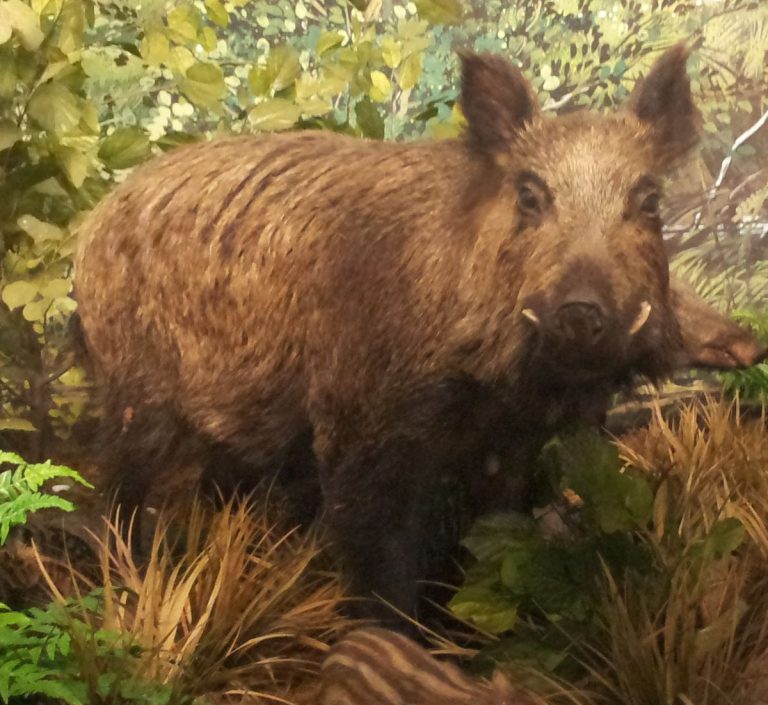 Javali Gigante EUA | Mundo Ecologia