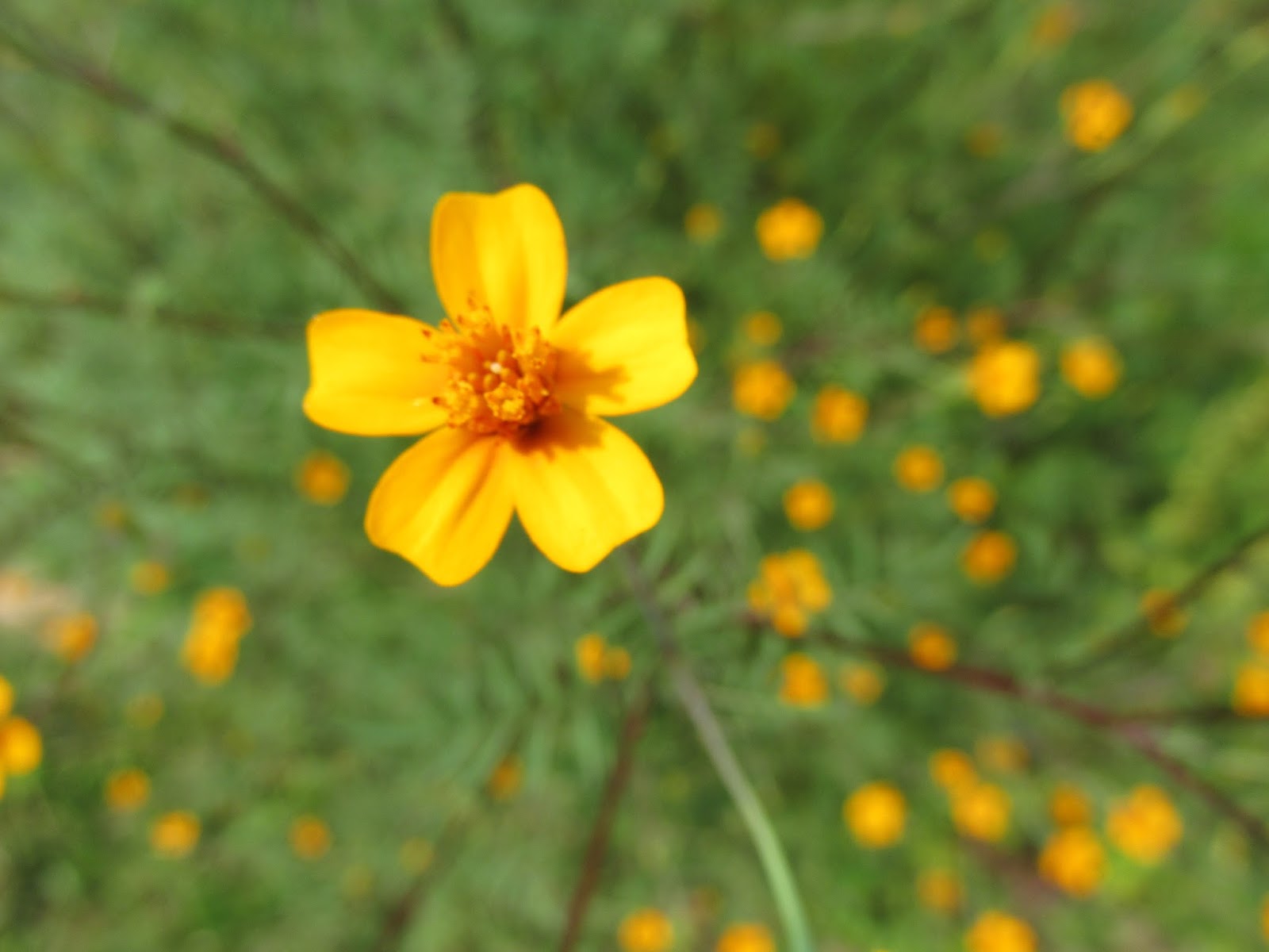 Tipos de Tagetes | Mundo Ecologia