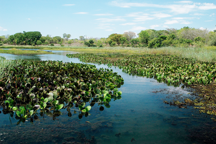 Ecossistema Brasileiro – Pantanal: Clima, Chuvas, Vegetação e Ameaças ...