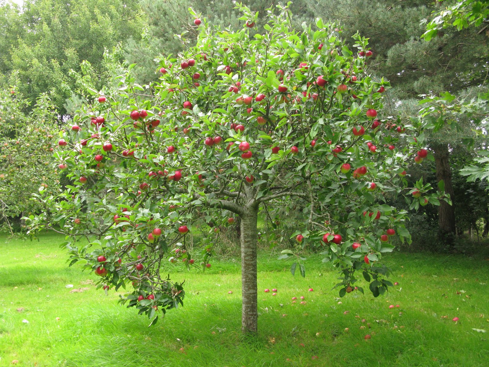 Árvore Macieira: Características, Raiz, Caule, Folha e Morfologia ...