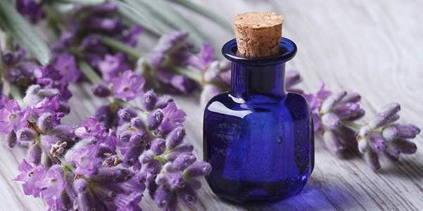 Lavanda Francesa: Benefícios, Nome Cientifico e Cultivo – Mundo Ecologia