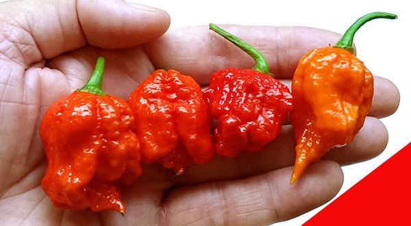 Pimenta De Cheiro: Para Que Serve? Como Usar? | Mundo Ecologia