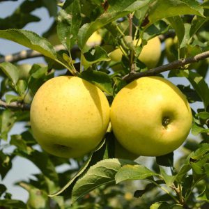 Maçã Golden Delicious: Benefícios, Calorias, Preço e Fotos – Mundo Ecologia
