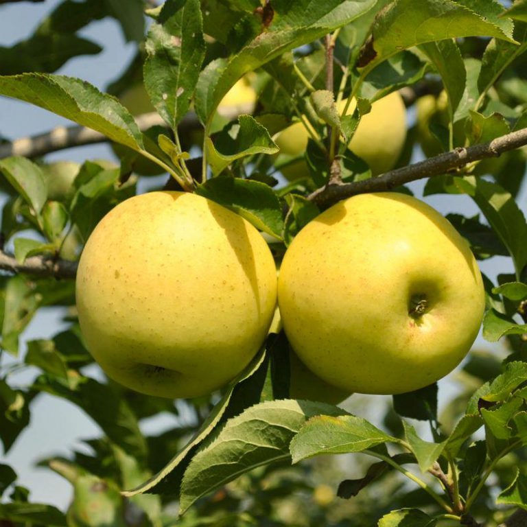 Maçã Golden Delicious: Benefícios, Calorias, Preço e Fotos – Mundo Ecologia