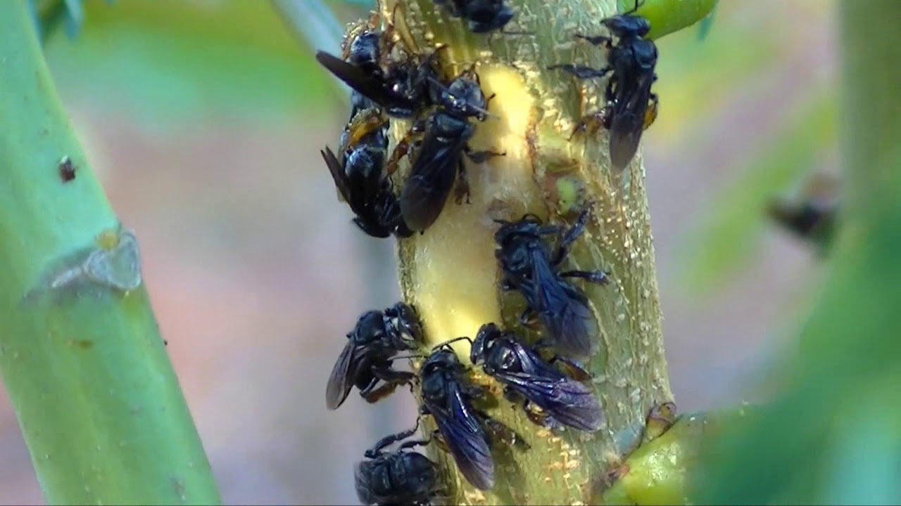 Ninho de Abelha Arapuá – Mundo Ecologia