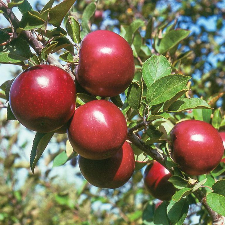 Maçã Golden Delicious: Benefícios, Calorias, Preço e Fotos – Mundo Ecologia