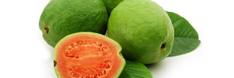 Benefícios e Malefícios da Goiaba | Mundo Ecologia