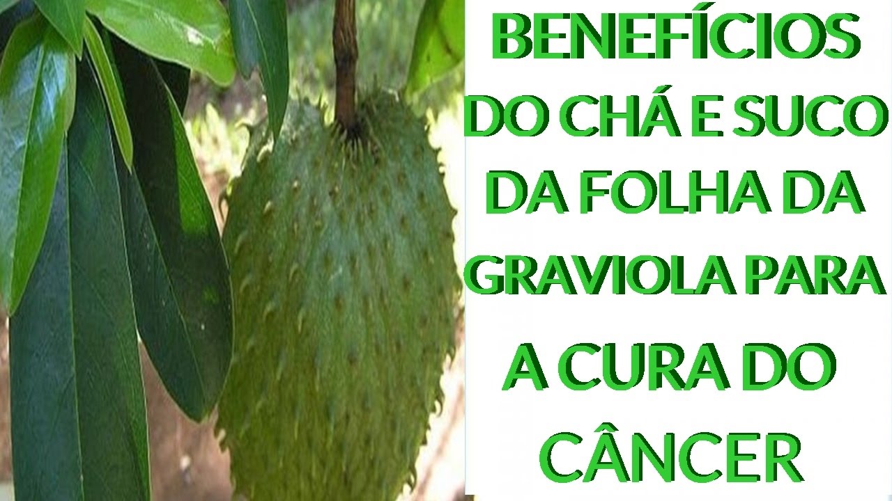 Quando a Fruta Graviola Está Madura e Pronta Para Comer? – Mundo Ecologia