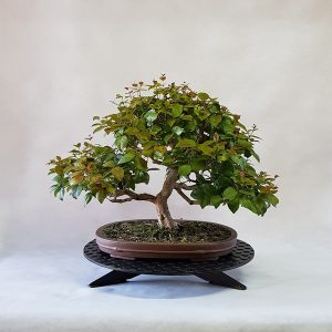 Mini Pitanga Ornamental: Fotos e Características | Mundo Ecologia
