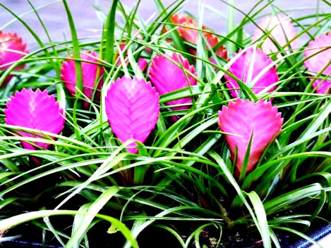 Bromélia Tillandsia: Fotos, Características, Flores e Nome Popular ...