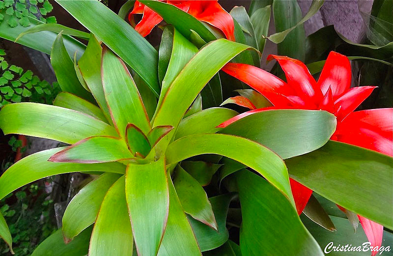 Bromélias: Tipos e Espécies Brasileiras Com Fotos | Mundo Ecologia