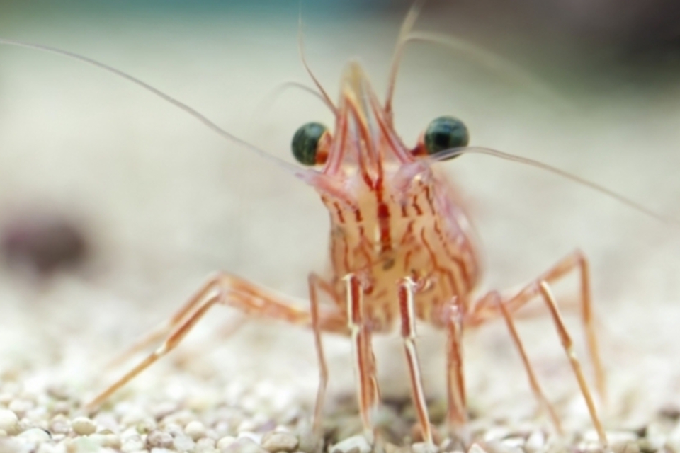 Principais Espécies de Animais da Fauna do Manguezal com Fotos | Mundo ...