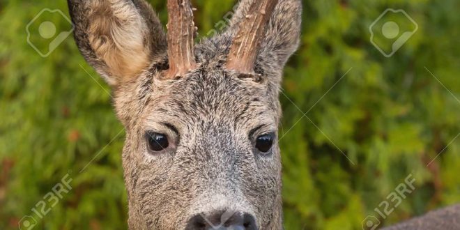 Cervos Corça: Características, Pés, Nome Científico e Foto | Mundo Ecologia