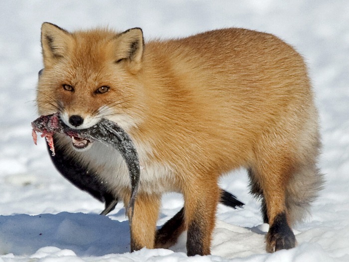 Raposa: Comportamento, Características, Psicologia e Personalidade ...