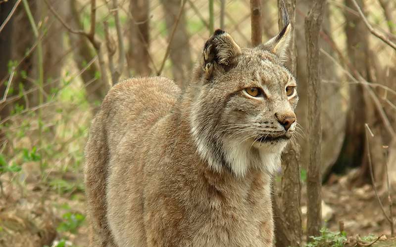 Características do Lince: Ficha Técnica, Peso e Altura | Mundo Ecologia