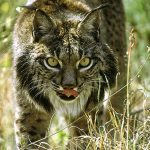 Características do Lince: Ficha Técnica, Peso e Altura | Mundo Ecologia