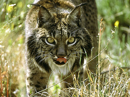 Características do Lince: Ficha Técnica, Peso e Altura | Mundo Ecologia