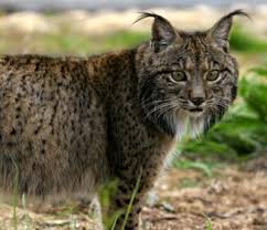 Características do Lince: Ficha Técnica, Peso e Altura | Mundo Ecologia