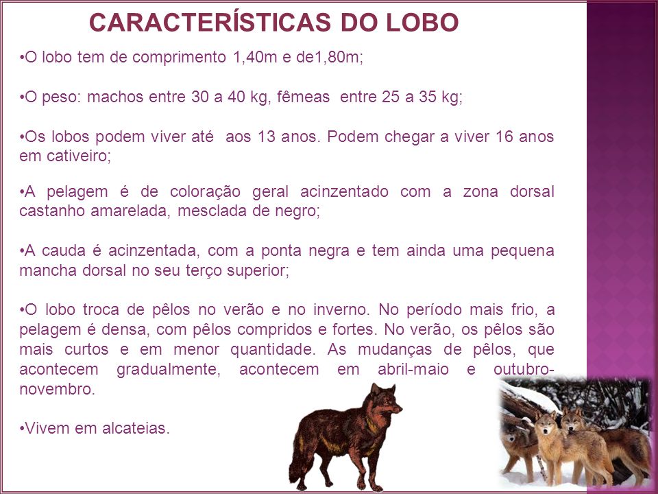 Lobo Características de Personalidade e Psicológicas – Mundo Ecologia