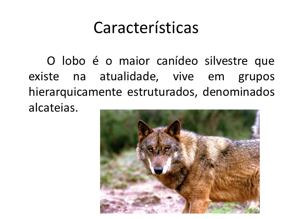 Lobo Características de Personalidade e Psicológicas – Mundo Ecologia