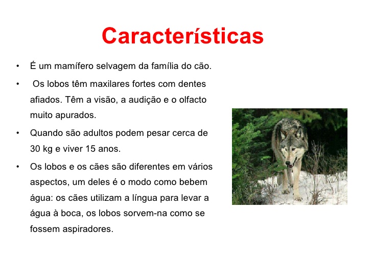 Lobo Características de Personalidade e Psicológicas – Mundo Ecologia