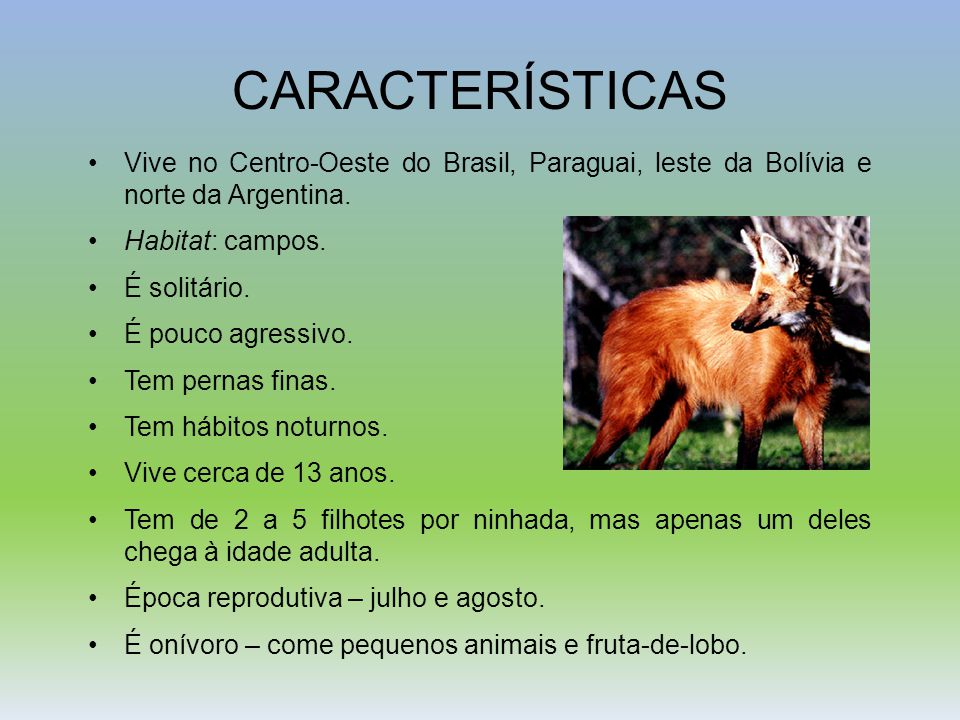 Lobo Características de Personalidade e Psicológicas – Mundo Ecologia
