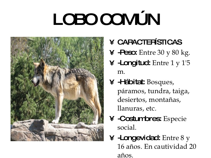 Lobo Características de Personalidade e Psicológicas – Mundo Ecologia