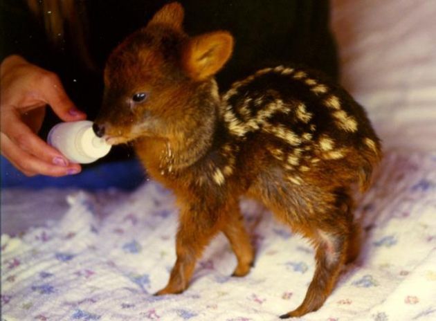 Habitat do Cervo: Onde Eles Vivem na Natureza – Mundo Ecologia