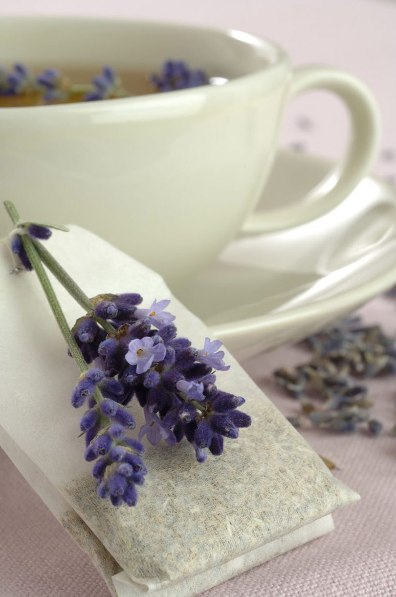 Lavanda Francesa: Benefícios, Nome Cientifico e Cultivo – Mundo Ecologia