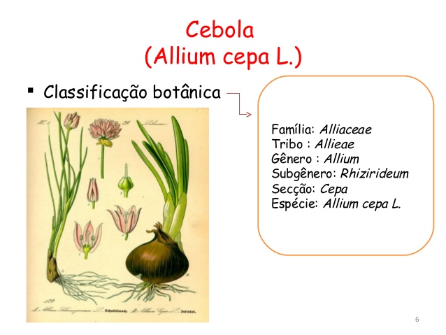 Cebola Classificação Botânica e Nome Científico – Mundo Ecologia