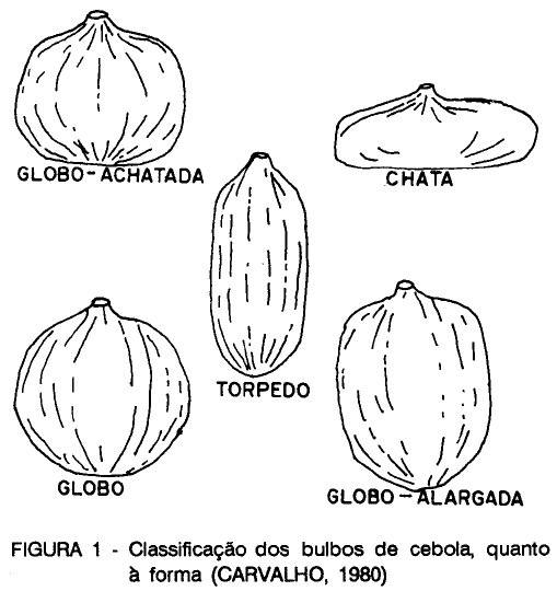 Cebola Classificação Botânica e Nome Científico – Mundo Ecologia