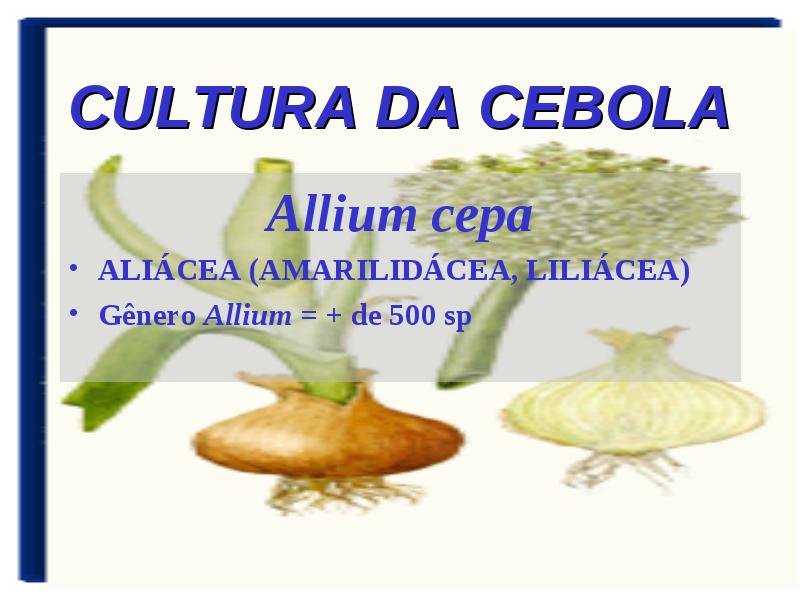 Cebola Classificação Botânica e Nome Científico – Mundo Ecologia
