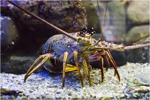 Reprodução dos Crustáceos, Filhotes e Tempo de Gestação | Mundo Ecologia