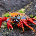 Reprodução dos Crustáceos, Filhotes e Tempo de Gestação | Mundo Ecologia