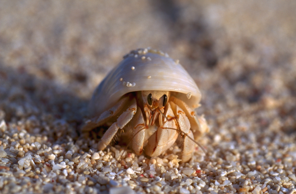 Crustáceos Terrestres: Exemplos e Representantes com Fotos | Mundo Ecologia