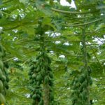 Mamão Fêmea: O que é? Como Diferenciar e Saber se o Pé é Fêmea? | Mundo ...