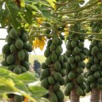 Mamão Fêmea: O que é? Como Diferenciar e Saber se o Pé é Fêmea? | Mundo ...