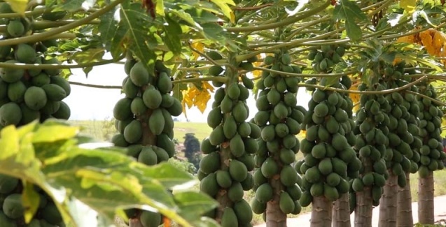 Mamão Fêmea: O que é? Como Diferenciar e Saber se o Pé é Fêmea? | Mundo ...