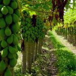 Mamão Fêmea: O que é? Como Diferenciar e Saber se o Pé é Fêmea? | Mundo ...