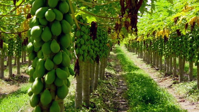 Mamão Fêmea: O que é? Como Diferenciar e Saber se o Pé é Fêmea? | Mundo ...