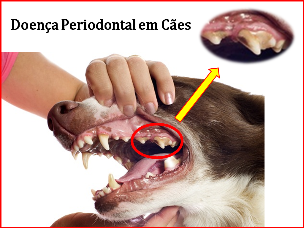 Lista das Principais Doenças em Cachorros: Sintomas e Tratamento ...