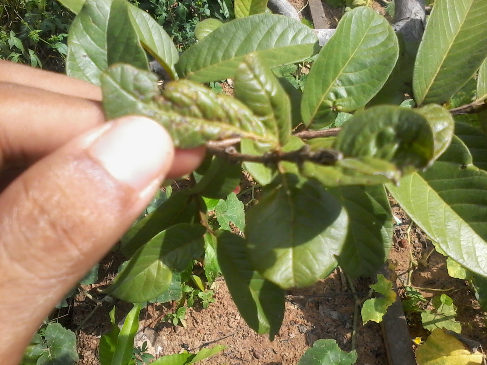 Pé de Goiaba Tailandesa em Vaso: Como Plantar as Mudas? | Mundo Ecologia