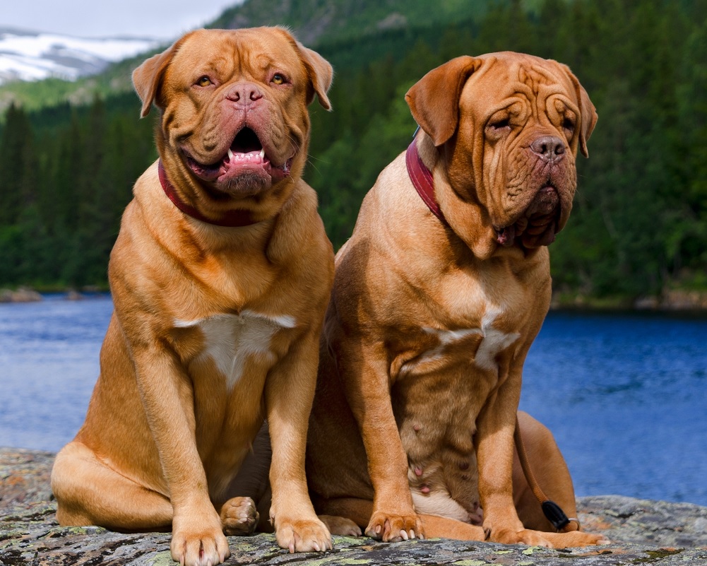 Raças De Cachorro De Grande Porte, Peludos E Dóceis (Com Fotos) | Mundo ...