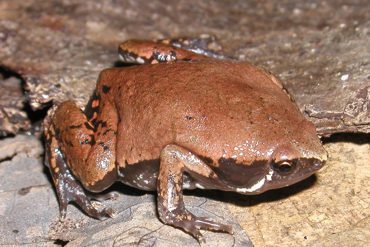 Tipos de Rãs e Espécies Representativas | Mundo Ecologia