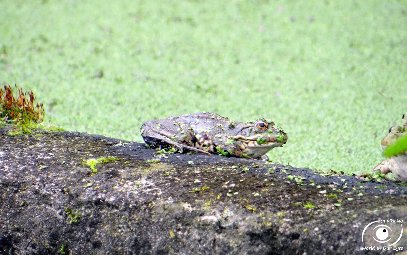 Tipos de Rãs e Espécies Representativas | Mundo Ecologia