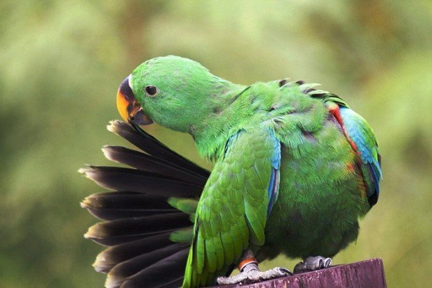 Maritaca Ou Maitaca? Qual É O Certo De Escrever? | Mundo Ecologia